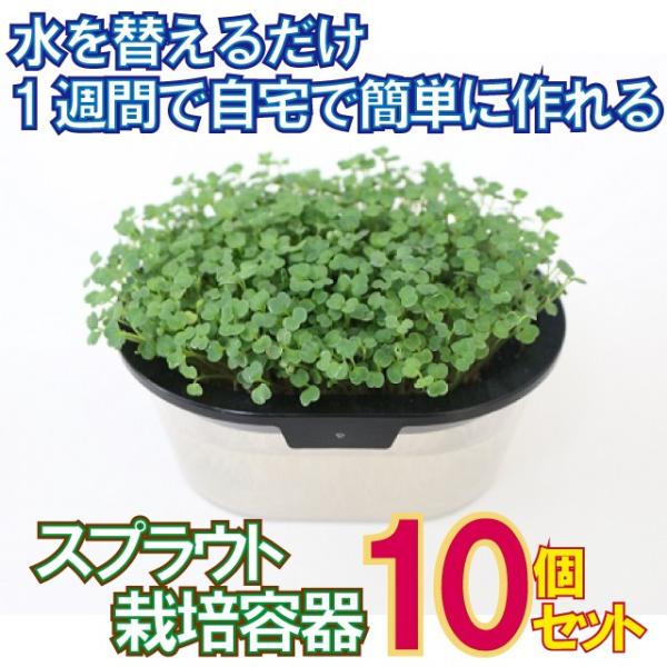 かいわれタイプ栽培容器欧米発！ジャーで育てる新食感スプラウト