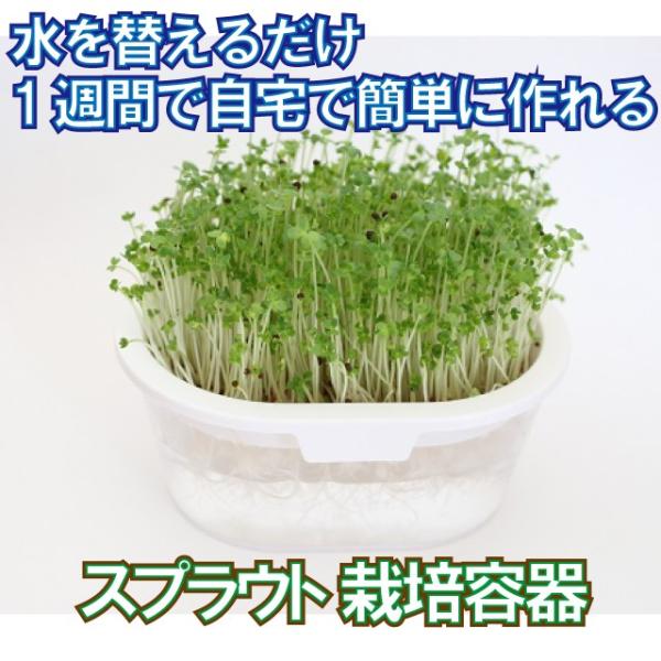かいわれタイプ栽培容器欧米発！ジャーで育てる新食感スプラウト送料　中型メール便　同型栽培キット＆色違い抱合せ可能　他商品組み合わせ不可1個　300円2個　350円3個　510円4個以上　地域別宅配便料金 or 710円の安いほう