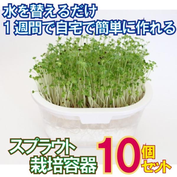 かいわれタイプ栽培容器欧米発！ジャーで育てる新食感スプラウト