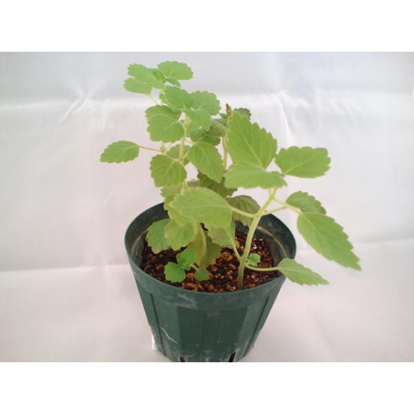 【発売日：2019年06月05日】当店のハワイアン　ミントのこだわりは　：１）鉢　：　スリット鉢を使用（４号鉢）２）土　：　HB-101配合　南国の土を使用３）株　：　１５ｃｍ以上に成長した株３苗を一鉢にしてお届けします。また、ブログにて育...