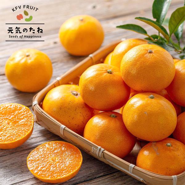 【発売日：2023年02月27日】みかん せとか 5kg せとかみかん セトカ ミカン 甘い フルーツ 果物 くだもの 蜜柑 みかん果物 旬の果物 ギフト プレゼント 元気のたね●外皮がとっても薄く濃厚な味わい、ぷるぷる食感のたっぷり果汁と...