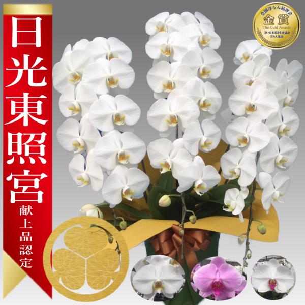 「明日に届けるお花屋さん輝花」★全国洋蘭品評会金賞受賞★花屋で40,000円(35〜40輪)の胡蝶蘭！お祝いやお供え、どんなシーンにも最適な定番の胡蝶蘭です。ビジネスシーンにも一番選ばれています。綺麗な花並びと長く咲く花もちの良い胡蝶蘭で、...