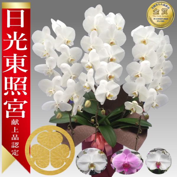「明日に届けるお花屋さん輝花」お祝いやお供え、どんなシーンにも最適な胡蝶蘭です。ビジネスシーンにも一番選ばれています。綺麗な花並びと長く咲く花もちの良い胡蝶蘭で、気持ちが伝わります。※商品の発送後の配送先変更は承れませんのでご注意下さい。