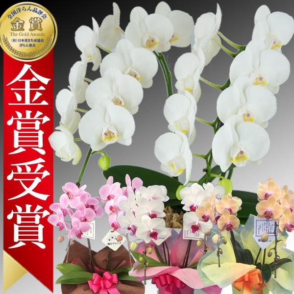 ★全国洋蘭品評会金賞受賞★ミディ胡蝶蘭は、お店やお家に気軽に飾っていただけるサイズの胡蝶蘭です。可憐な花姿も上品で可愛らしい雰囲気を兼ね備え、存在感があります。花もちもよく、お祝いやギフトに最適です。カラーは４色からお選びいただけます。※商...