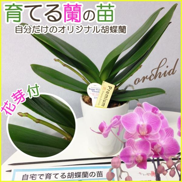世界ラン展受賞歴多数!椎名洋ラン園より直送!※商品の発送後の配送先変更は承れませんのでご注意下さい。