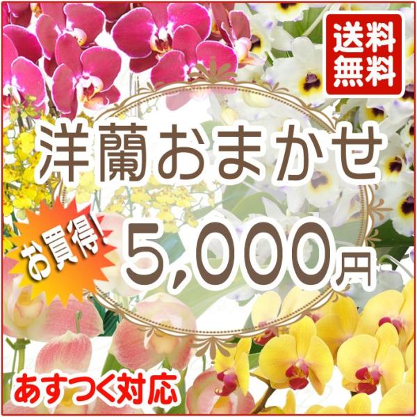 店長オススメ、季節の洋蘭を色・サイズ・品種おまかせでお届けいたします。何を買ったらよいかお悩みの方、こちらをどうぞ。【男性用】・【女性用】どちらかお選びください※商品の発送後の配送先変更は承れませんのでご注意下さい。