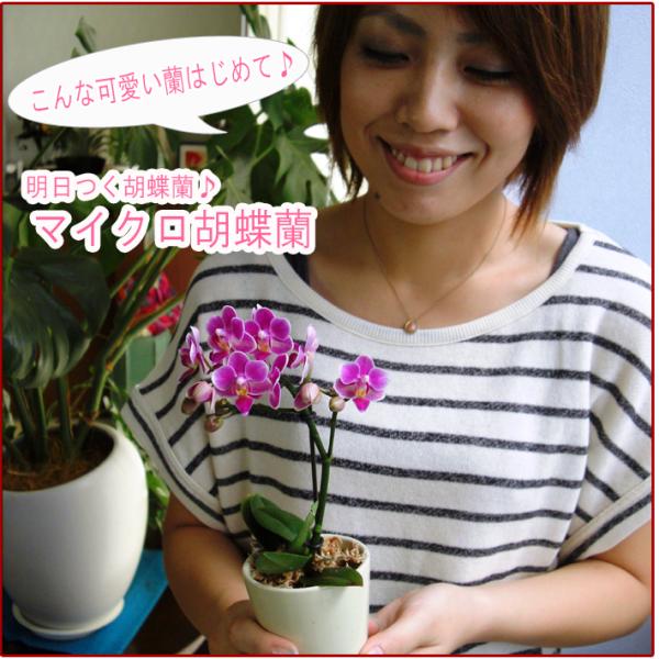 手軽に置けて、心を和ませてくれる手のひらサイズの胡蝶蘭です。マイクロサイズの花弁は、愛くるしく気品があります。※商品の発送後の配送先変更は承れませんのでご注意下さい。