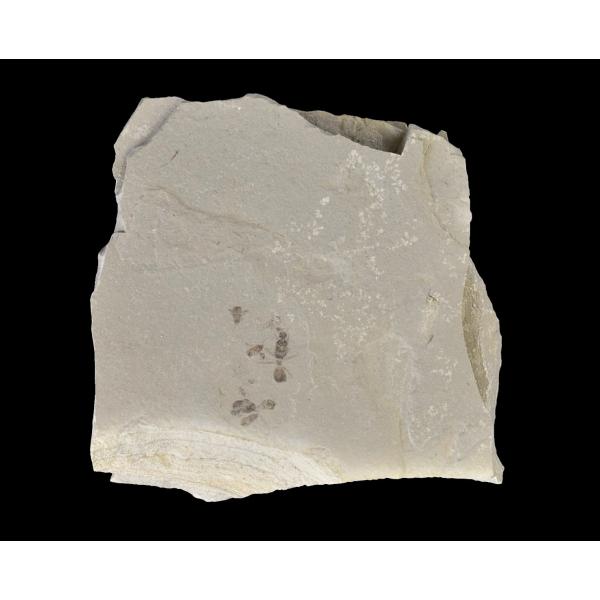 アリの化石標本のサイズは約55×55ｍｍアメリカ合衆国ユタ州ユインタ郡産