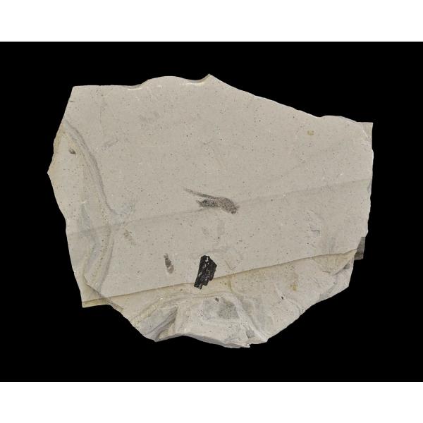 コオロギの化石標本のサイズは約90×75ｍｍアメリカ合衆国コロラド州リオブランコ郡産