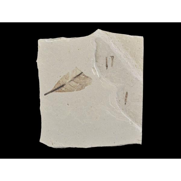 蚊の化石標本のサイズは約65×60ｍｍアメリカ合衆国ユタ州ユインタ郡産