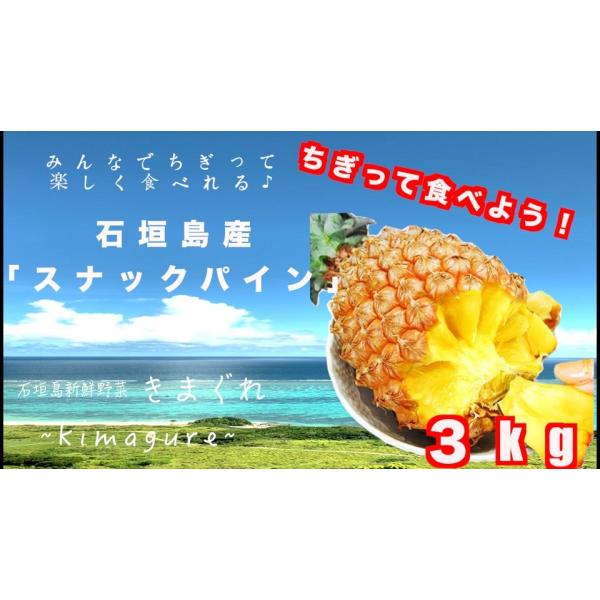 石垣島産スナックパインを3kgまとめてお得に販売中♪♪皆んなでちぎって食べてみてください☆内容量2〜3玉　　　4月中旬〜5月頃から順次発送予定