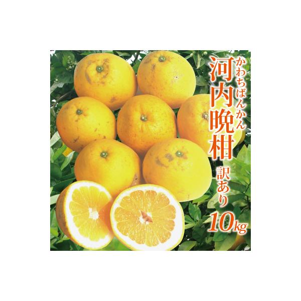 商品名：訳あり河内晩柑(かわちばんかん)生産地：愛媛県サイズ：Ｍ〜４Ｌ(大小混じり、サイズが偏る場合があります)内容量：１０kg（約３０玉程度・大きさにより前後します）大きなキズ、カサブタ、黒点、ヘタ落ち、回青など外観に難のある訳あり品です...