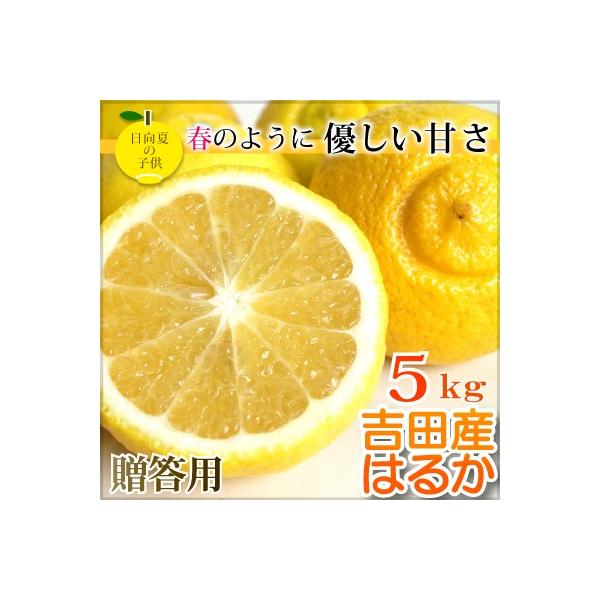 商品説明商品名：はるか生産地：愛媛県サイズ：ワンサイズ揃え（Ｌまたは２Ｌ）保存について柑橘類は密封せず、通気性のある冷暗所で保存して下さい。当店の柑橘類は全てワックスや防腐剤を使用しておりませんので、お早めに（１週間〜10日を目安に）お召し...