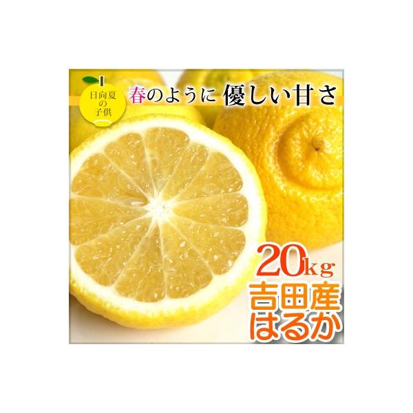 商品説明商品名：はるか生産地：愛媛県サイズ：Ｌ〜３L保存について柑橘類は密封せず、通気性のある冷暗所で保存して下さい。当店の柑橘類は全てワックスや防腐剤を使用しておりませんので、お早めに（１週間〜10日を目安に）お召し上がりください。もし悪...