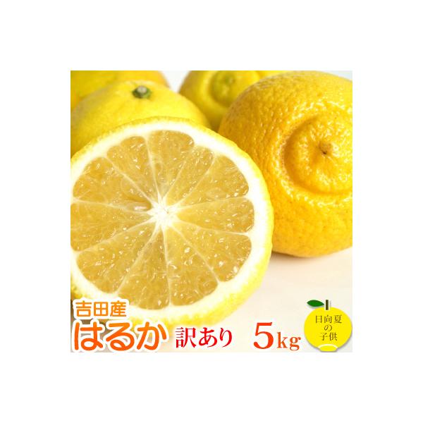 商品説明商品名：はるか 訳あり生産地：愛媛県サイズ：全サイズ混合保存について柑橘類は密封せず、通気性のある冷暗所で保存して下さい。当店の柑橘類は全てワックスや防腐剤を使用しておりませんので、お早めに（１週間〜10日を目安に）お召し上がりくだ...