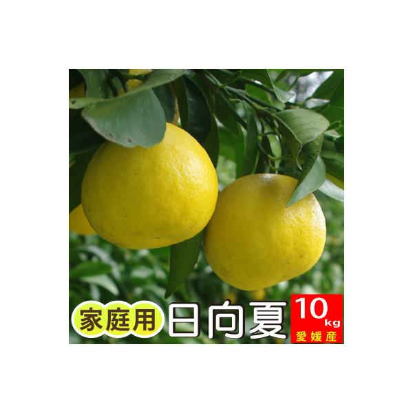 ※種があります。《お召し上がり方》白い綿を残してリンゴ剥きにした後、桃と同じように芯を避けてカットして下さい。※外皮が青いものは、回青現象で、一度黄色く色付いた果実が、気温が高くなり再び青みを帯びることで、中身に変わりはありません。