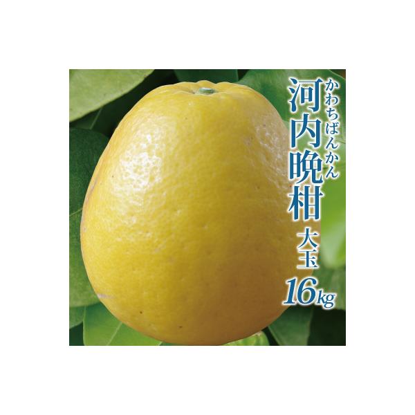 商品名：大玉河内晩柑(かわちばんかん)生産地：愛媛県サイズ：３Ｌ〜５Ｌ(１玉直径13cm前後)内容量：16kg(約２８玉前後)多少のキズ、カサブタ、黒点など外観に難のある物も入ります。商品について和製グレープフルーツと言われる河内晩柑は、美...