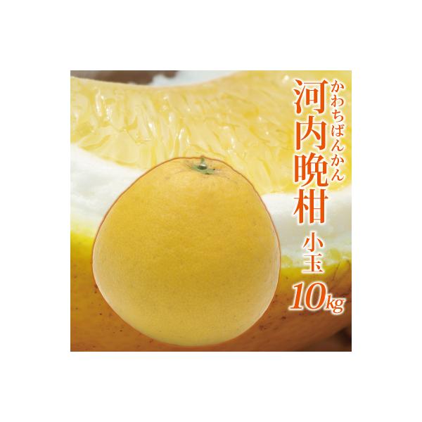 商品名：小玉河内晩柑(かわちばんかん)生産地：愛媛県サイズ：SS〜S(直径8.5cm以内)内容量：10kg(約34玉前後)キズ、カサブタ、黒点など外観に難のある物、収穫から時間が経った物も入ります。商品について和製グレープフルーツと言われる...