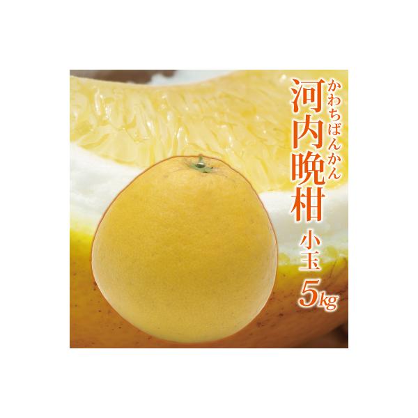 商品名：小玉河内晩柑(かわちばんかん)生産地：愛媛県サイズ：SS〜S(直径8.5cm以内)内容量：5kg(約16玉前後)キズ、カサブタ、黒点など外観に難のある物、収穫から時間が経った物も入ります。商品について和製グレープフルーツと言われる河...