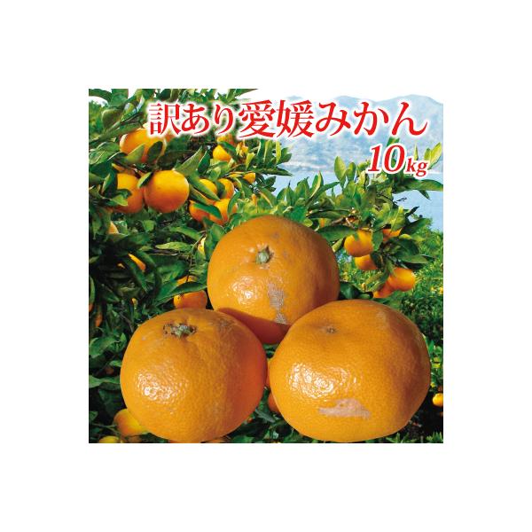 商品名：訳ありみかん(温州みかん)生産地：愛媛県サイズ：2S〜3L内容量：10kg(大小混じり約90玉前後)※入荷の状況によっては、発送までお時間を頂く場合がございます。外観のキズ、色付きの悪い物などが入り、味に多少ばらつきのある訳あり品で...