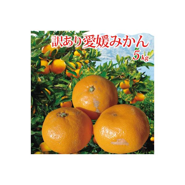 商品名：訳ありみかん(温州みかん)生産地：愛媛県サイズ：2S〜3L内容量：5kg(大小混じり約45玉前後)※入荷の状況によっては、発送までお時間を頂く場合がございます。外観のキズ、色付きの悪い物などが入り、味に多少ばらつきのある訳あり品です...