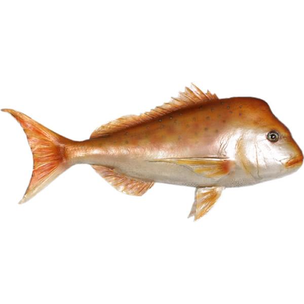 製品サイズ 84×17×39cm重量 1.7Kg大人気のFRPオブジェです！FRPは水に強く、丈夫で軽量な素材です。ご注文時には、実際の送料が加算されておりません。当店にて注文確認後、正しい送料を加算したご案内メールをお送りいたします。