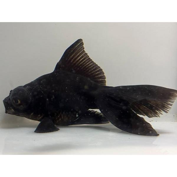 【発売日：2025年10月20日】黒デメキンこの画像の金魚をお届けします。金魚のサイズは全長で表記しています。全長とは金魚の口から尻尾の先までの寸法です。大体の大きさをイメージして頂くためですので表示のサイズとピッタリ同じではありません。四...