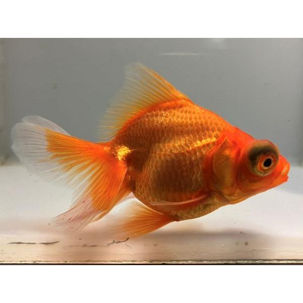 【発売日：2025年09月26日】赤デメキンこの画像の金魚をお届けします。金魚のサイズは全長で表記しています。全長とは金魚の口から尻尾の先までの寸法です。大体の大きさをイメージして頂くためですので表示のサイズとピッタリ同じではありません。四...