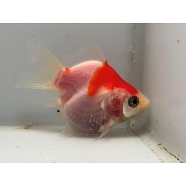 【発売日：2026年01月02日】福だるまこの画像の金魚をお届けします。金魚のサイズは全長で表記しています。全長とは金魚の口から尻尾の先までの寸法です。大体の大きさをイメージして頂くためですので表示のサイズとピッタリ同じではありません。オス...