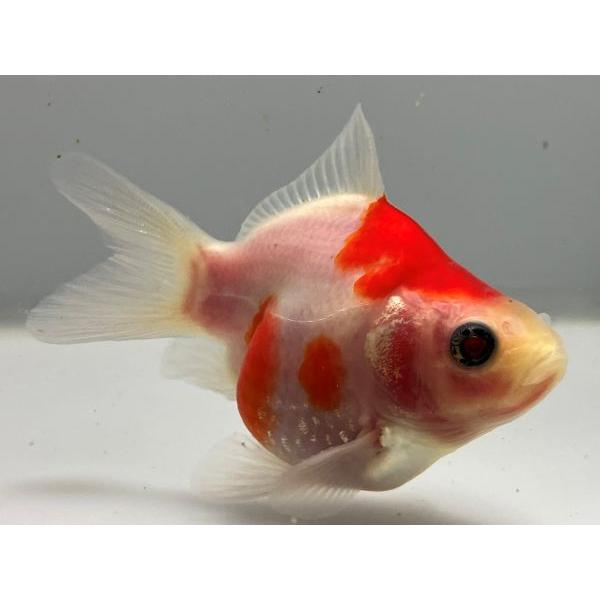 【発売日：2026年01月02日】福だるまこの画像の金魚をお届けします。金魚のサイズは全長で表記しています。全長とは金魚の口から尻尾の先までの寸法です。大体の大きさをイメージして頂くためですので表示のサイズとピッタリ同じではありません。オス...