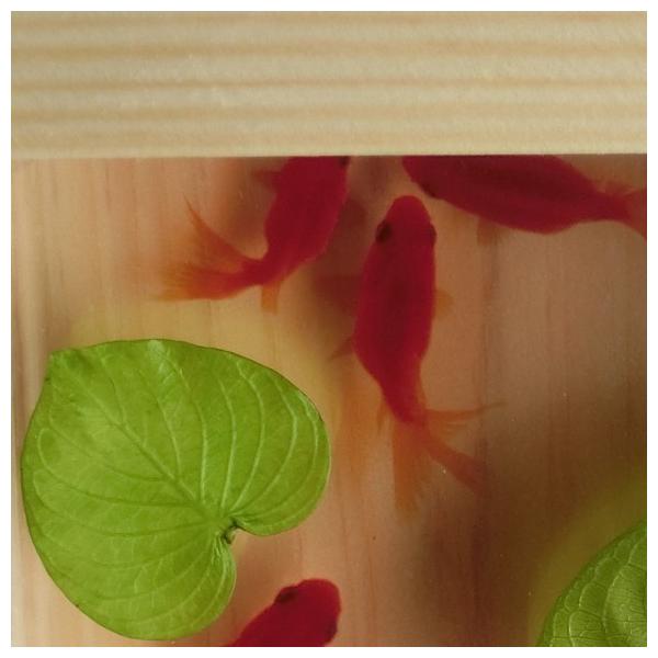 樹脂金魚 金魚アート アクリルアート 金魚 和風 オブジェ 日本画 金魚 インテリア 珍しいプレゼント ひのき 檜木 木工★直売のため今だけ!!60％OFF以上の特別価格でご提供中★母の日・父の日・クリスマス・バースディ（お誕生日）・バレン...