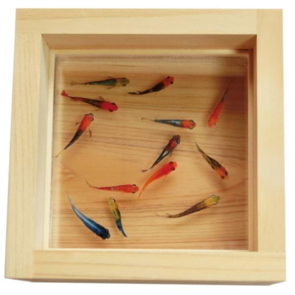 【発売日：2022年09月14日】樹脂金魚 金魚アート アクリルアート 金魚 和風 オブジェ 日本画 金魚 インテリア 珍しいプレゼント★直売のため今だけ!!60％OFF以上の特別価格でご提供中★母の日・父の日・クリスマス・バースディ（お誕...