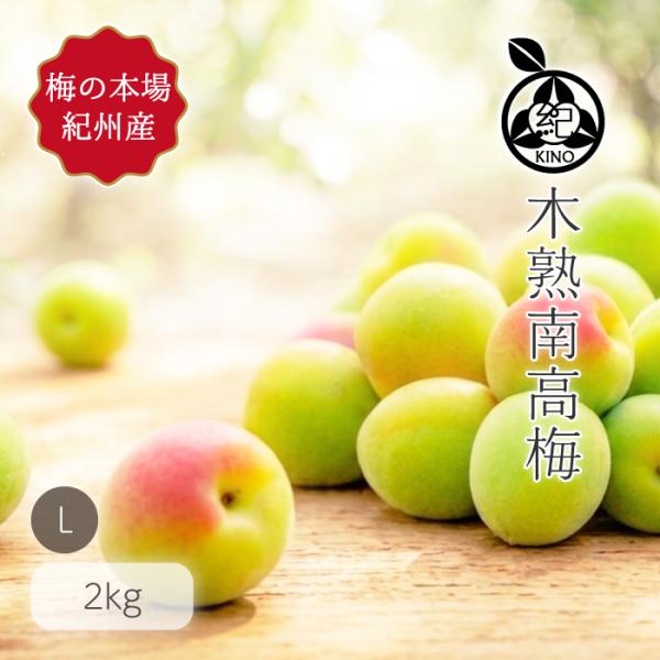 《商品情報》　名称：紀州南高梅　中熟梅　Lサイズ　産地：国産（和歌山産）　内容量：１箱　2kg　・薄皮・肉厚なブランド梅【南高梅】　・フレッシュな梅を丁寧に手詰めし発送いたします。　・熟度や色味にバラつきがある場合があります。　・外傷等がほ...
