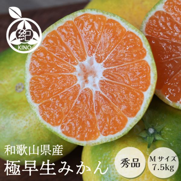 《商品情報》　名称：極早生温州みかん　秀品　産地：国産（和歌山県）　内容量：１箱　7.5kg　・Mサイズ （中玉）　・さっぱりとした甘味で果汁がたっぷり。　・程よい酸味で食べやすい。　・糖度が比較的高く、酸味も少ない。　・和歌山県の紀南みか...