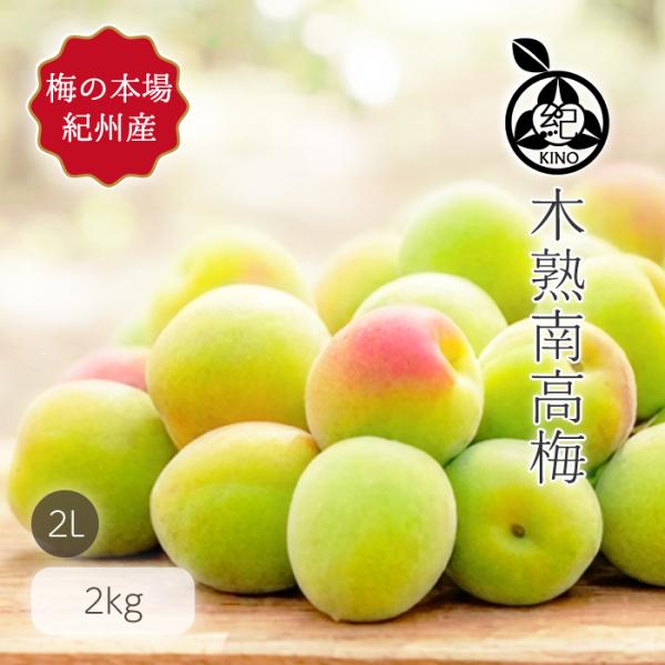 《商品情報》　名称：紀州南高梅　中熟梅　2Lサイズ　産地：国産（和歌山産）　内容量：１箱　2kg　・薄皮・肉厚なブランド梅【南高梅】　・フレッシュな梅を丁寧に手詰めし発送いたします。　・熟度や色味にバラつきがある場合があります。　・外傷等が...