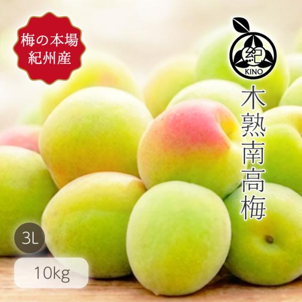《商品情報》　名称：紀州南高梅　中熟梅　3Lサイズ　産地：国産（和歌山産）　内容量：１箱　10kg　・薄皮・肉厚なブランド梅【南高梅】　・フレッシュな梅を丁寧に手詰めし発送いたします。　・熟度や色味にバラつきがある場合があります。　・外傷等...
