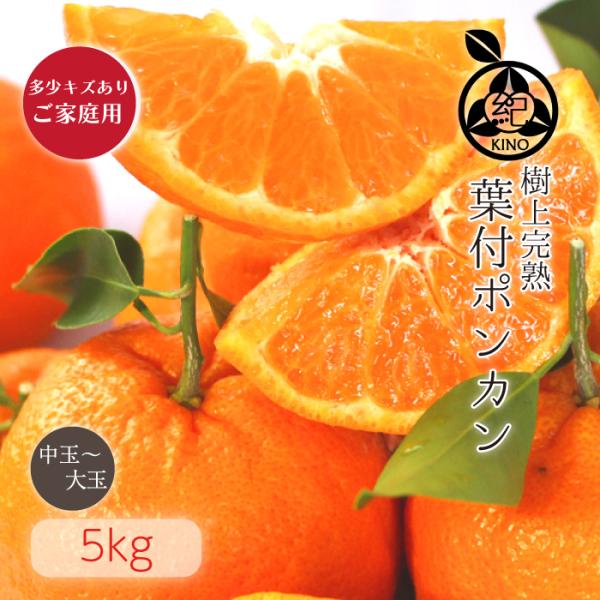 《商品情報》　名称：葉付ポンカン　ご家庭用　M/L/２Lいずれかのサイズまたはサイズ混合　　産地：国産（和歌山県）　内容量：１箱　5kg　・果皮に擦れキズや色ムラ等があるご家庭用選別。　・コクのある甘みと程よい酸味、ポンカンならではの風味が...