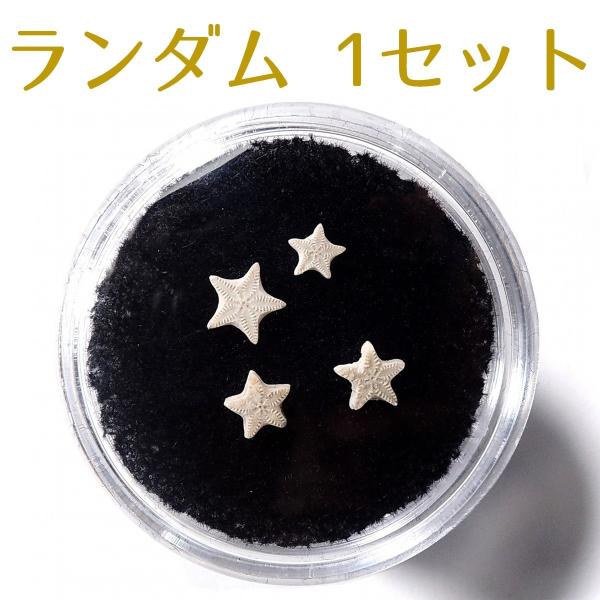 アメリカはユタ州の南部で産出した、ウミユリの茎の化石4個セット。古生代石炭紀(約3億5920万年前〜2億9900万年前)頃のものです。ウミユリはウニやヒトデ、ウミツボミなどと同じ棘皮動物です。名前に「ユリ」と付いているように、百合に似た姿を...