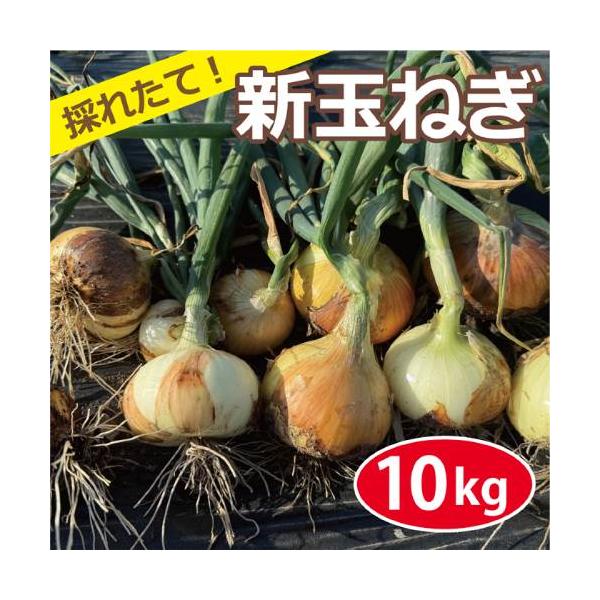 採れたて 新たまねぎ 農薬・化学肥料・除草剤不使用