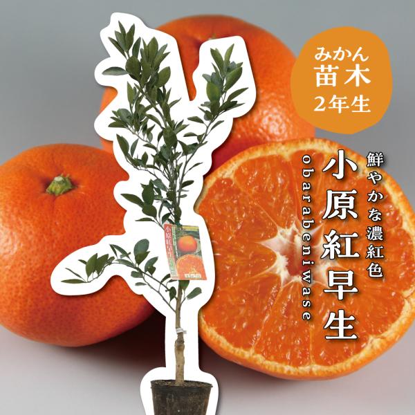 ■■ 商品説明 ■■宮川早生の枝変わり品種です。樹勢や果実の形、味の品質は宮川早生と同等ですが、果皮・果肉ともに明らかに紅が濃い紅橙色になるのが大きな特徴です。栽培面では結実性が良く隔年結果が少ないため安定して収穫できます。宮川早生と比べて...
