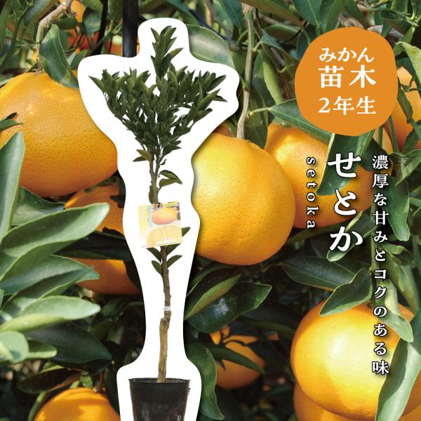■■ 商品説明 ■■清見×アンコールNo.2にマーコットを交配した柑橘です。豊産性で病害に強く、皮が薄く浮皮もありません。糖度13〜14度と極めて甘く、複合的な良い芳香と柔軟多汁な果肉を持ちます。種はほぼ無く、薄皮ごと食べられる高品質な品種...