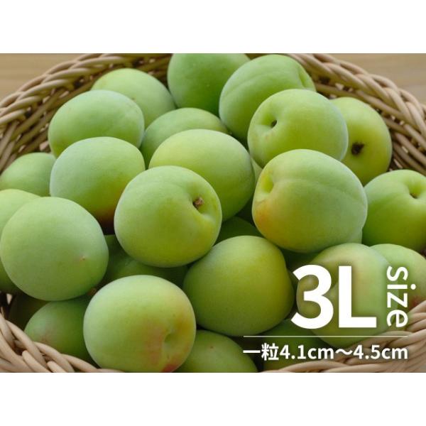 紀州南高梅 青梅の予約販売です。6月初旬から6月中旬頃にお届けいたします。◆厳選南高 青梅について商品名：南高梅 青梅 3Lサイズ 1kg 和歌山県産 梅酒用 梅ジュース用サイズ：3L（1粒4.1cm〜4.5cm）用途：果汁たっぷり。味にこ...