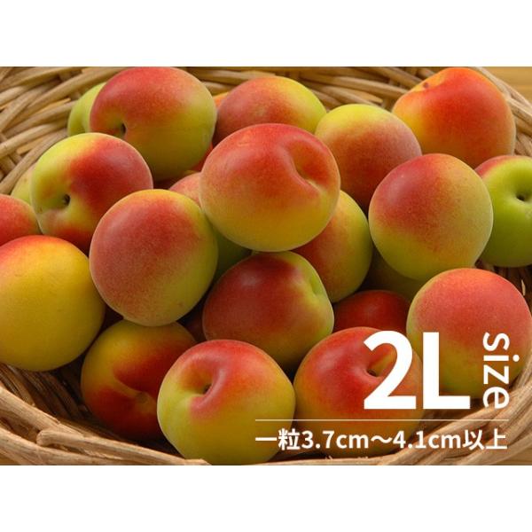 紅南高梅（青梅）の予約販売です。6月初旬から6月中旬頃にお届けいたします。◆厳選紅南高梅（青梅）について<br />商品名：紅南高梅 2Lサイズ 2kg 和歌山県産 梅酒用 梅シロップ用サイズ：2L（一粒3.7cm〜4.1cm）...