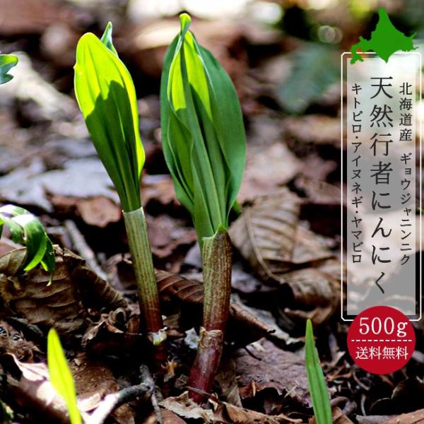 産地直送！北海道で摂れた天然”行者ニンニク”内容量：500g（100g×5束）賞味期限、ご到着後、冷蔵庫での保存で5日程。冷凍の場合、保存期間は1〜2ヶ月。こちらの商品は期日指定はお受けできません。※4月上旬頃から収穫出来次第、順次発送となります