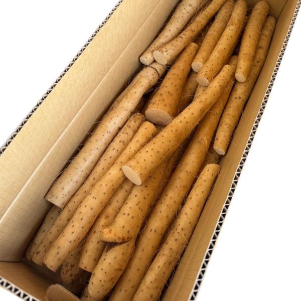青森県産の長いもがたっぷり10kg！全国有数の生産量を誇る青森県からお届けするこの長いもは、訳あり品ながらもその美味しさは折り紙付きです。シャキシャキとした食感と豊かな風味が特徴で、どんな料理にもぴったり。お得にたくさんの長いもを楽しみたい...