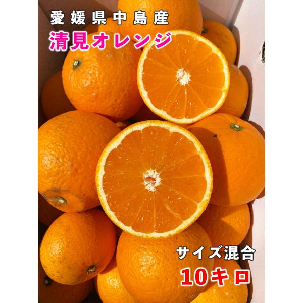 清見オレンジの販売です。サイズ混合の10キロで箱に詰めて送ります。栽培期間は農薬散布を軽減して作りましたので黒点がついてるものもありますし、風による傷などもございます！清見オレンジは果肉は柔らかく、果汁が豊富で口の中に広がるのが魅力です。