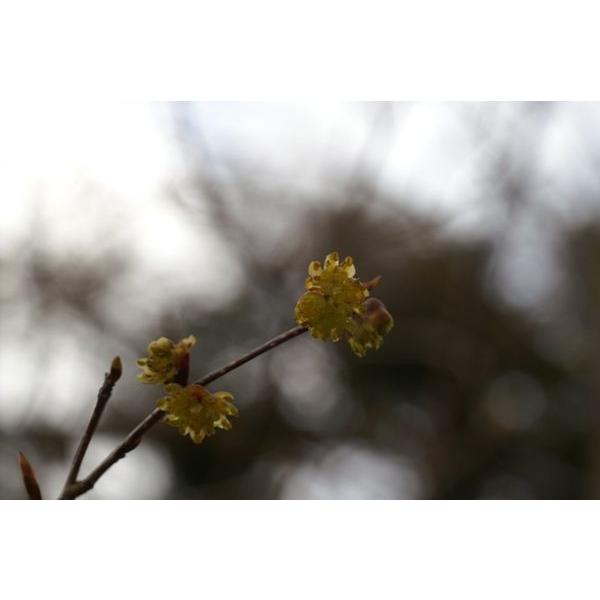 「昔は、実と樹皮から油を採っていました！」「木言葉・花言葉：はかない恋、など」樹高3〜6メートル位になり、3月頃に先立って淡黄色の小さな花をつけます。雌雄異株で、果実は約15センチの球形です。昔、果実や樹皮の油を灯りに用いたそうです。【耐性...