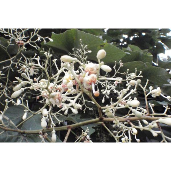 「名の由来は、葉の形が桐に似て、樹皮が緑色であるところから！」「木言葉・花言葉：秘めた意志、秘めた恋、など」高さ10〜20メートル位になります。樹皮は緑色で、滑らかです。葉は長い葉柄が互生し、扁円形で、長さ15〜25センチ位になります。6〜...