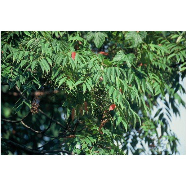 「秋の紅葉がとても美しい！」幹の高さ、3〜8メートル位になり果皮からロウが取れます。※5〜6月黄緑色の小さい花が多数咲きます。秋の紅葉が美しいです。【耐性】光：陽　●○○○○　陰水：乾　○○●○○　湿風：強　●○○○○　弱土：沃　○○●○○...