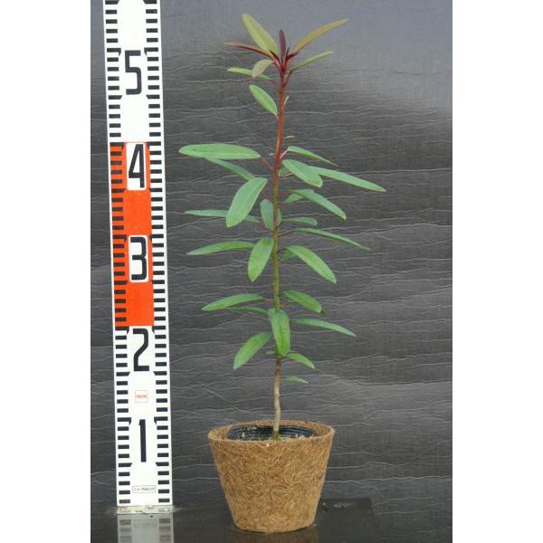 「名前の由来は、葉がユズリハより小さいことから!」「木言葉・花言葉：新生、若返り、世代交代、など」高さ3〜10メートル位になります。葉は枝先に集まって互生し、長さ6〜12センチの狭長楕円形です。雌雄異株です。【耐性】光：陽○○○●○陰水：乾...